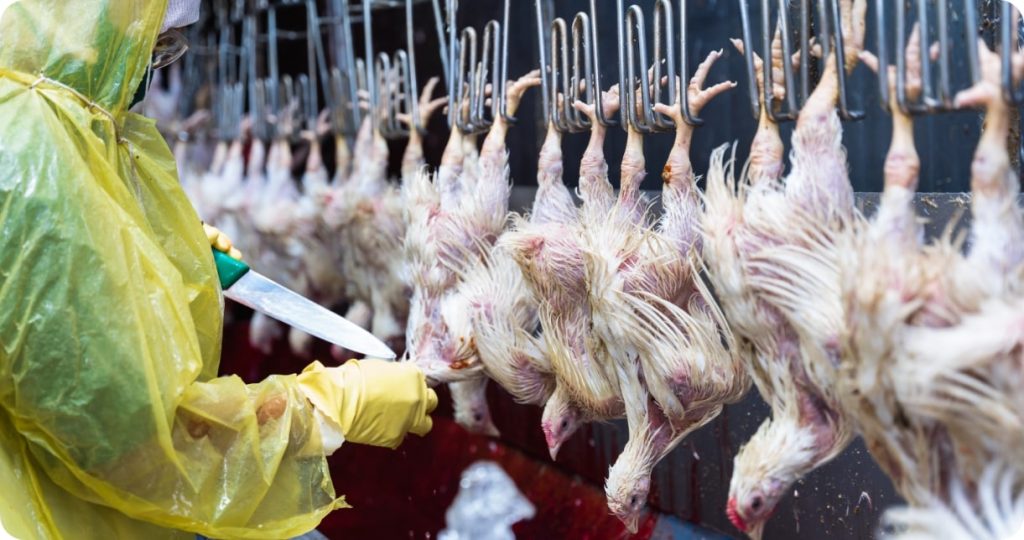 Trusted Halal Chicken Supplier - Klang Valley, Penang, Perak, Selangor & KL