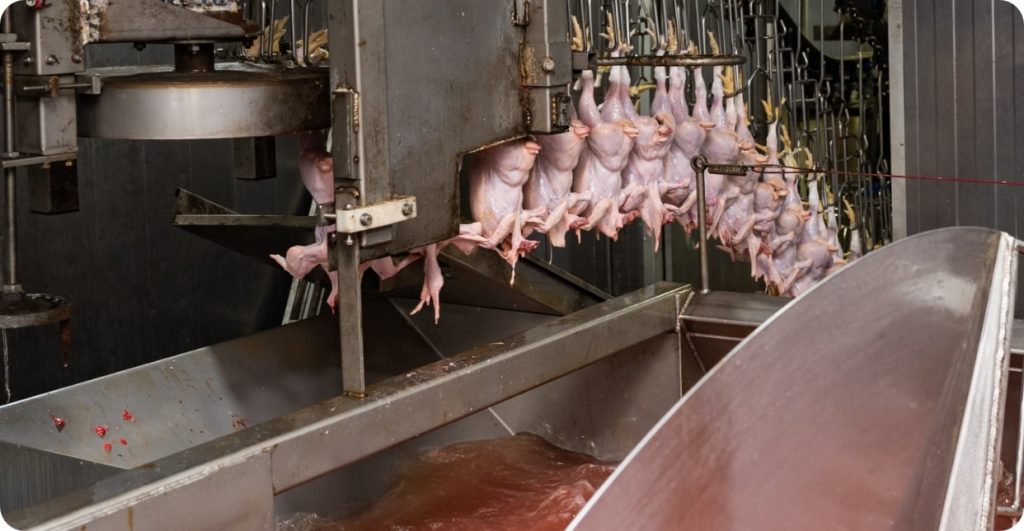 Trusted Halal Chicken Supplier - Klang Valley, Penang, Perak, Selangor & KL