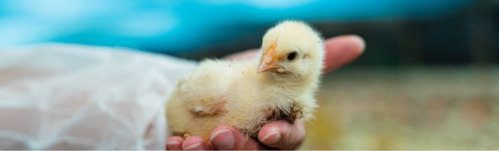 Kilang Ayam Terkemuka: Pembekal Ayam Halal dan Segar di Malaysia